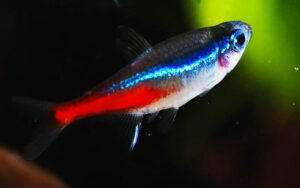Deretan Jenis Ikan Neon Tetra: Si Kecil yang Cantik Cocok untuk Pemula ...