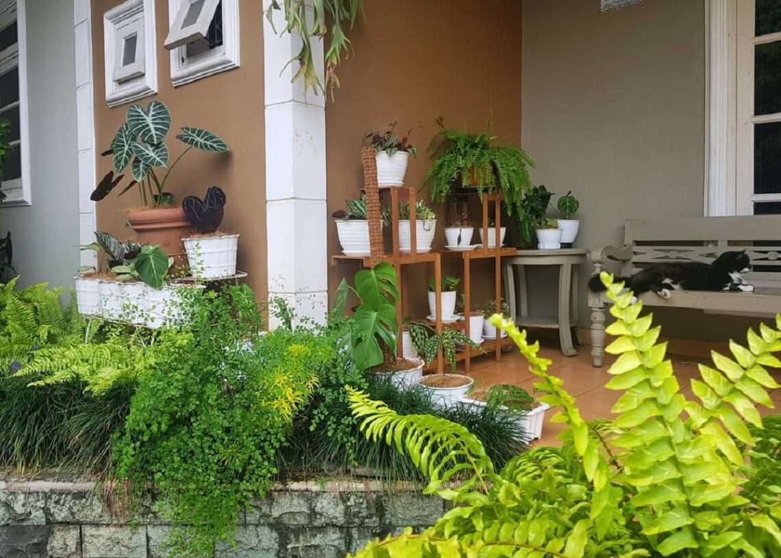 13 Jenis Tanaman Bunga Merah untuk Taman Estetik: Rekomendasi Paling ...