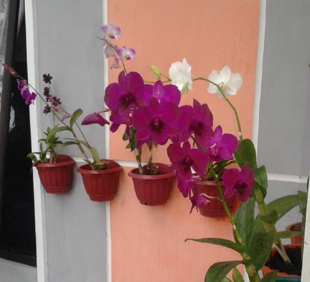 5 Inspirasi Desain Taman Anggrek untuk Percantik Rumah - IKN Pos