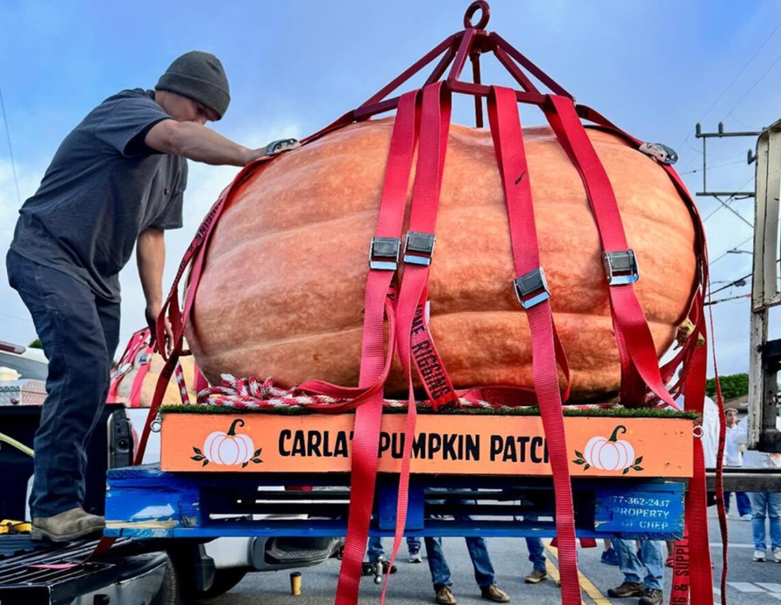 Labu Raksasa 11 Kuintal Jadi Pemenang Kejuaraan Dunia Pumpkin Weigh-Off ...